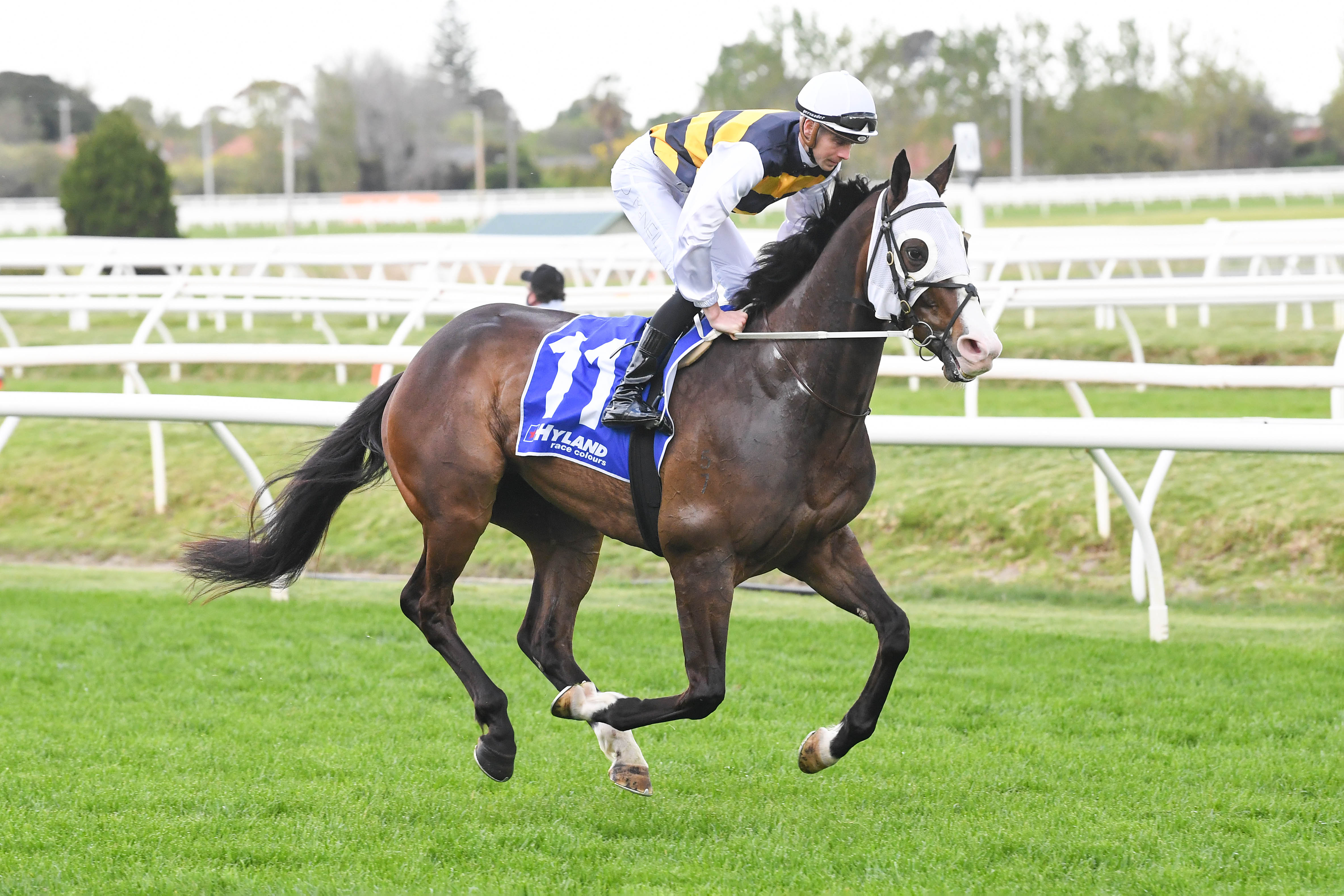 Emotional outpouring for loss of cult horse I’m Thunderstruck ... Emotional outpouring for loss of cult horse I’m Thunderstruck ...